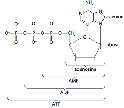 ZNotes - For Students. By Students.